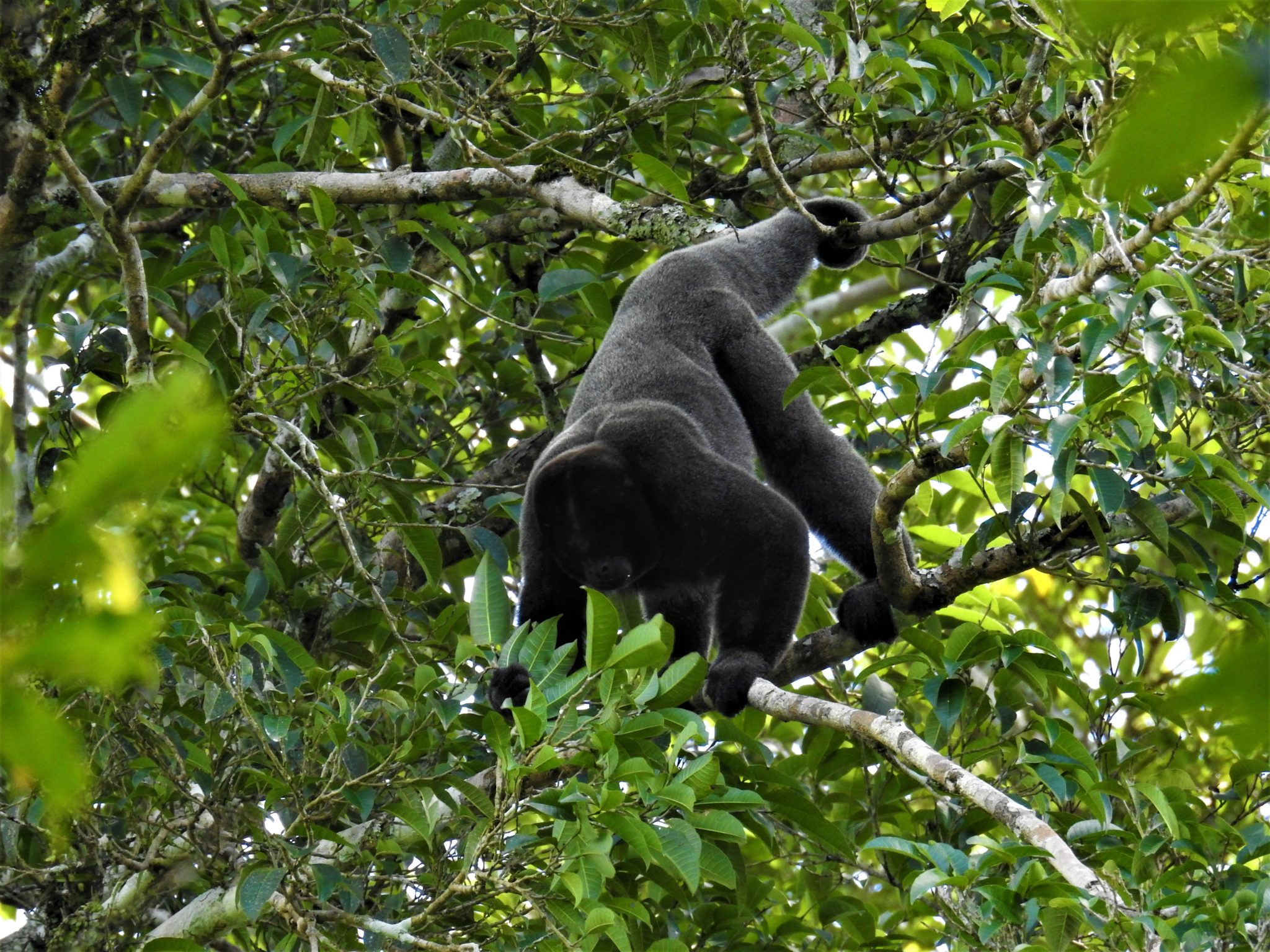 Parque Nacional Natural Tinigua - Parques Nacionales Naturales de Colombia