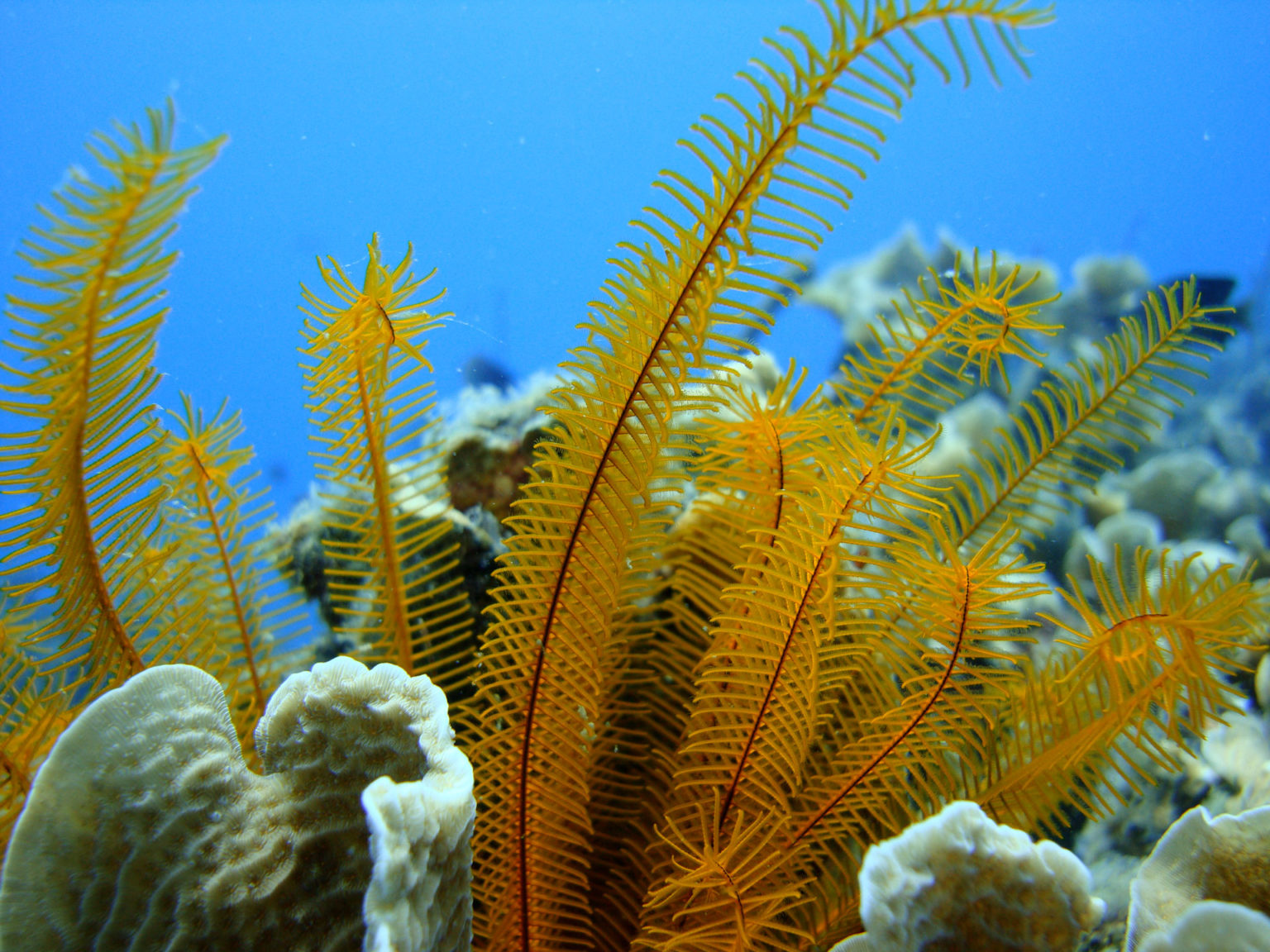 Parque Nacional Natural Corales del Rosario y de San Bernardo - Parques ...