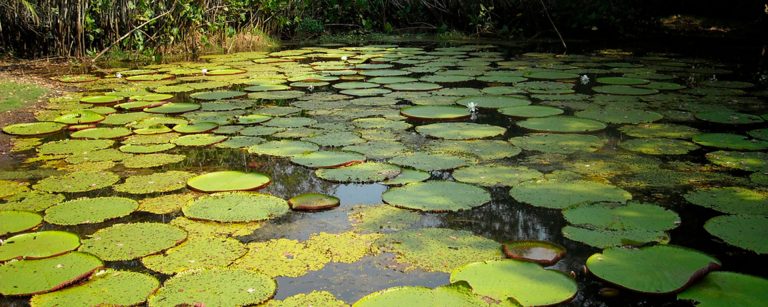 Parque Nacional Natural Amacayacu - Parques Nacionales Naturales de ...