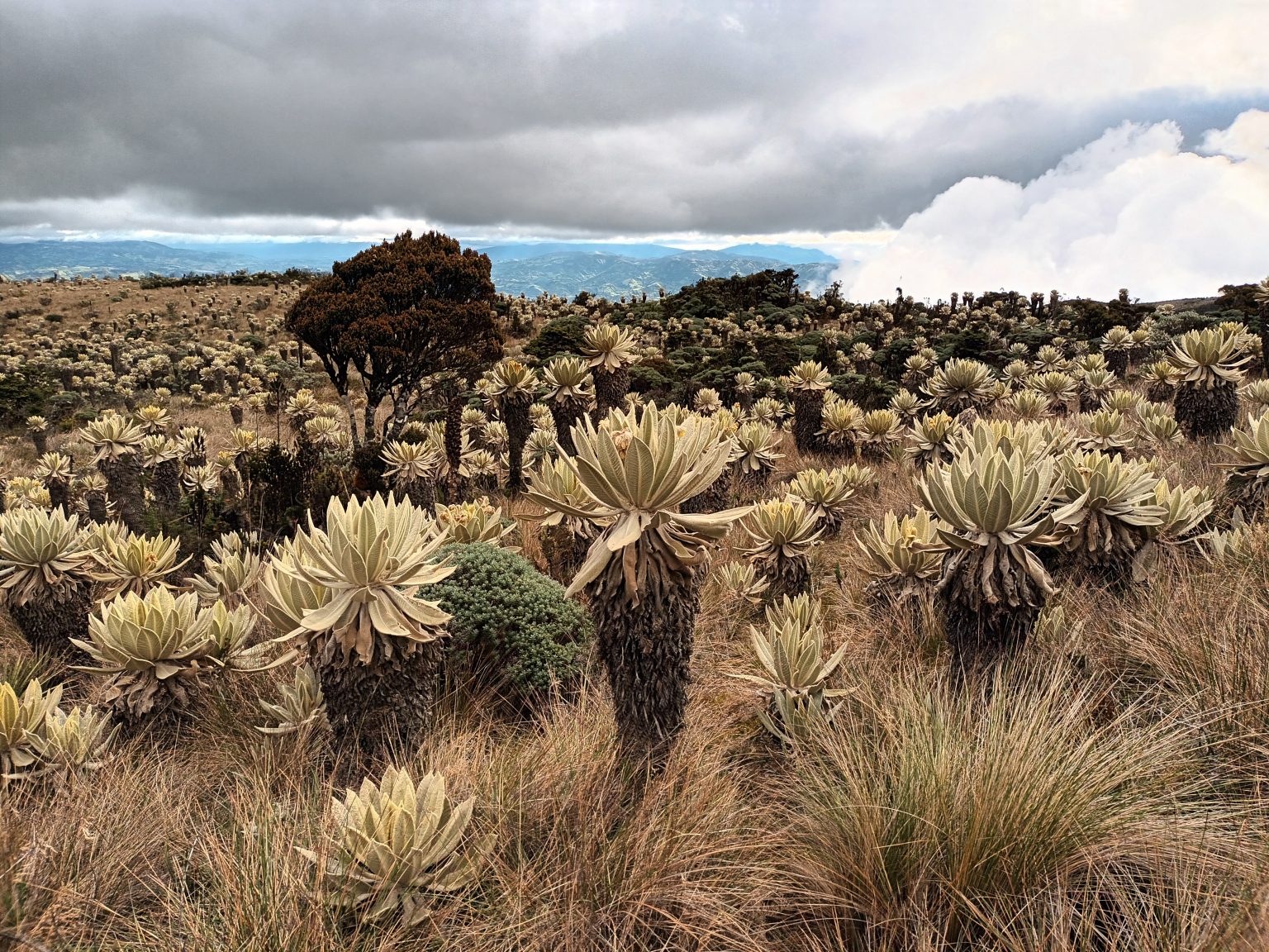 Santuario de Flora y Fauna Galeras - Parques Nacionales Naturales de ...