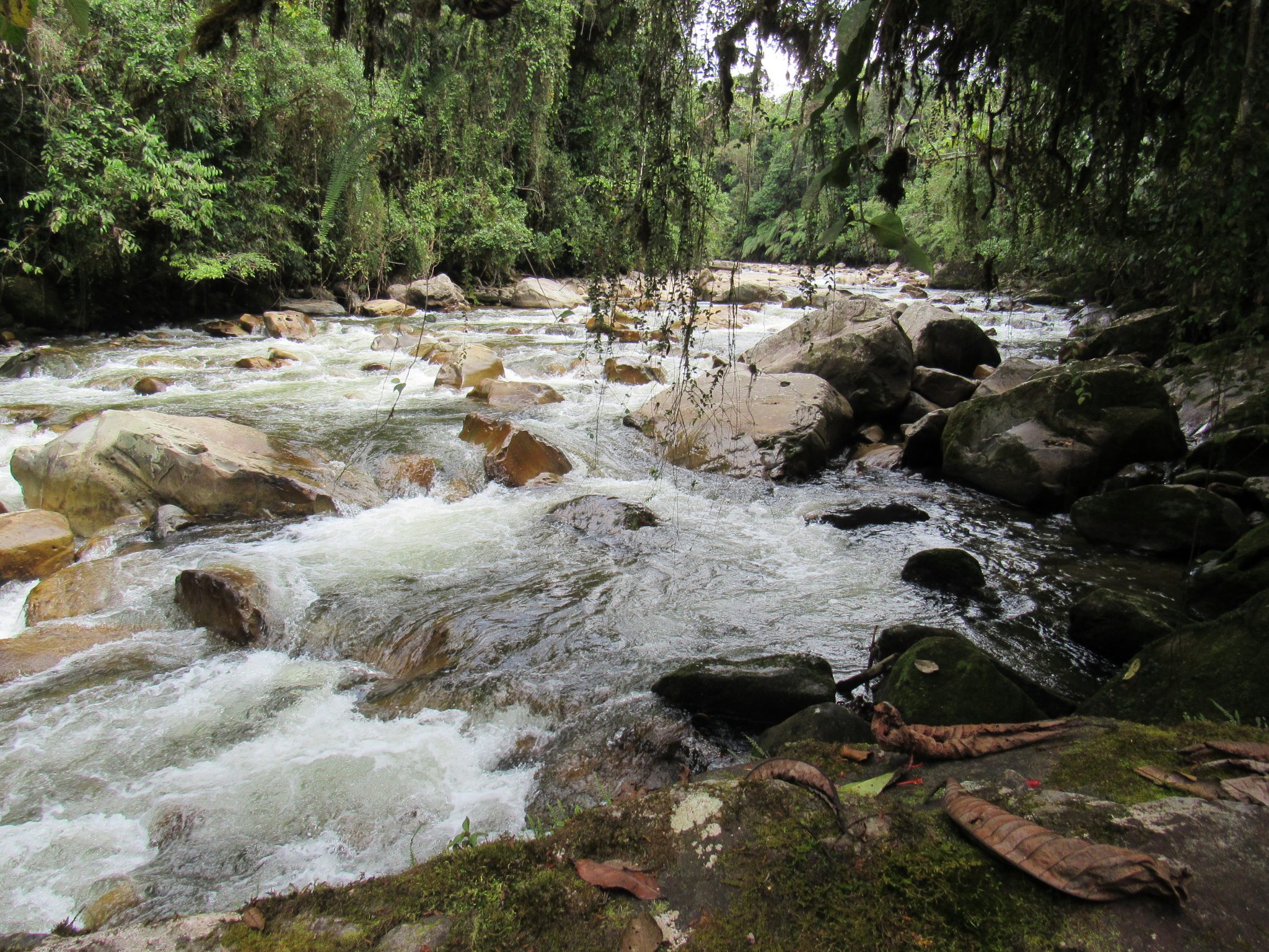 Parque Nacional Natural Cordillera de Los Picachos - Parques Nacionales ...