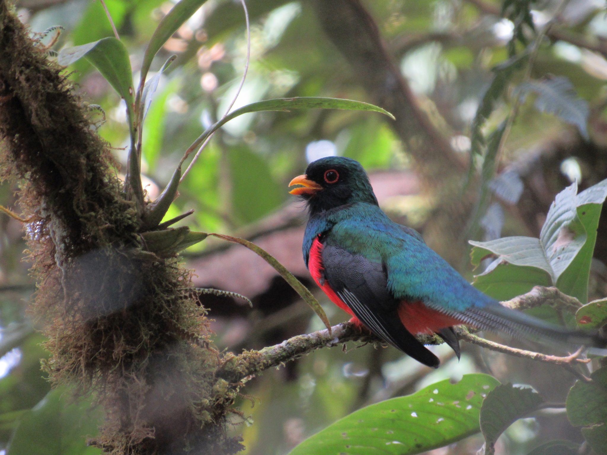 Parque Nacional Natural Cordillera de Los Picachos - Parques Nacionales ...
