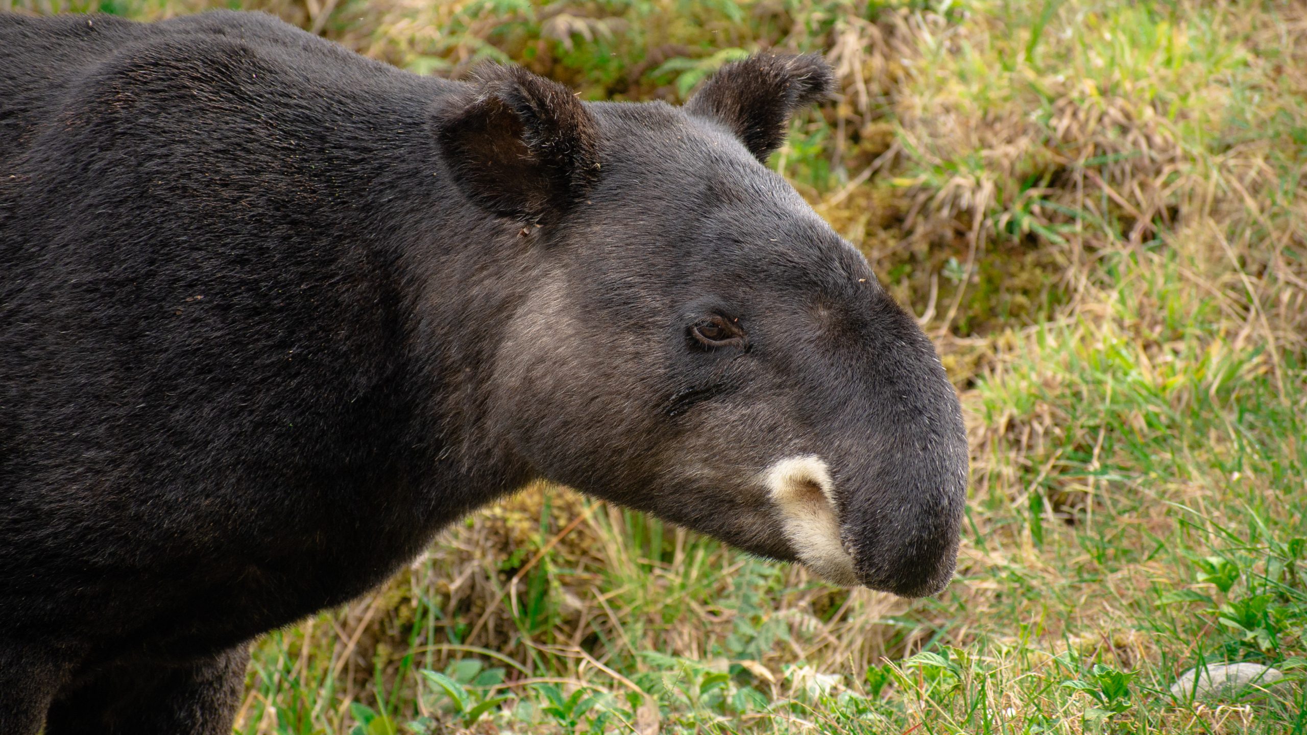 Día de la danta 2024 - Parques Nacionales Naturales de Colombia