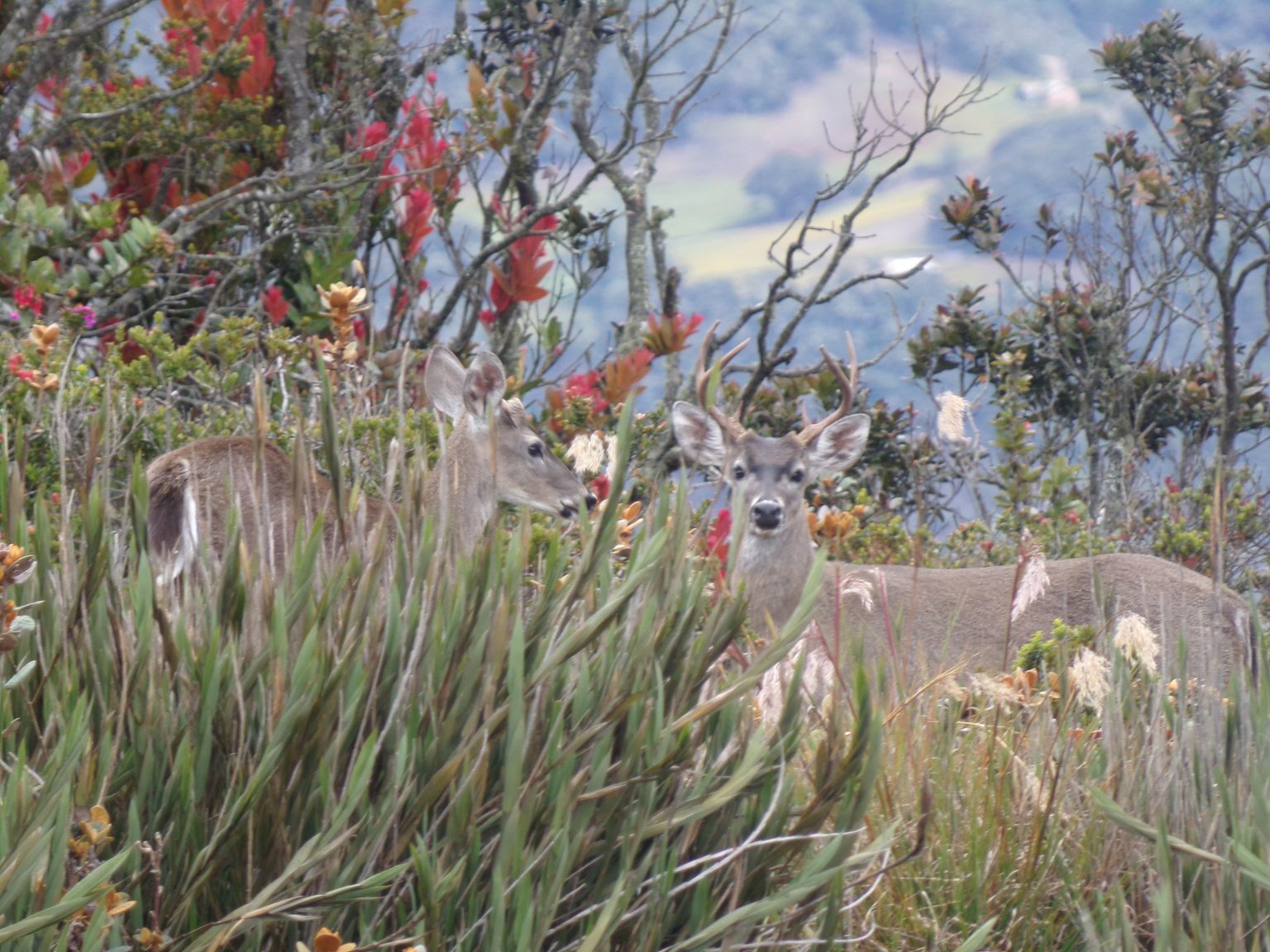 Santuario de Fauna y Flora Iguaque - Parques Nacionales Naturales de ...