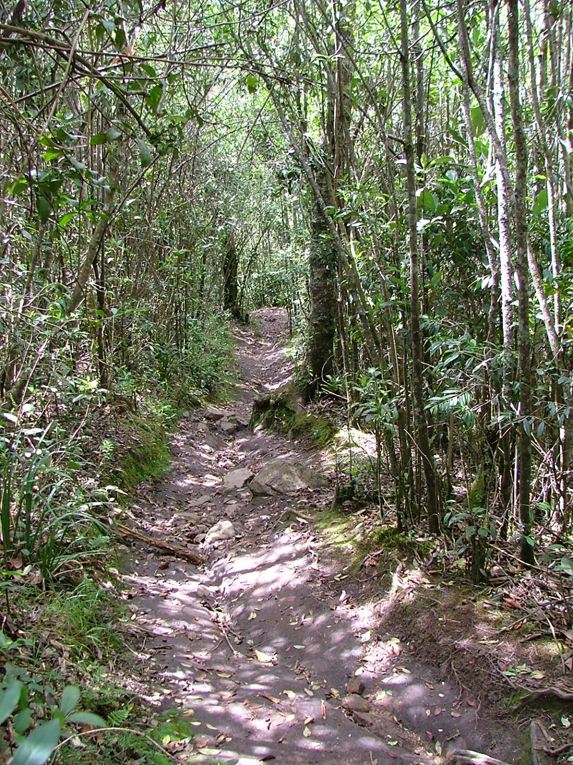 Santuario de Fauna y Flora Iguaque - Parques Nacionales Naturales de ...