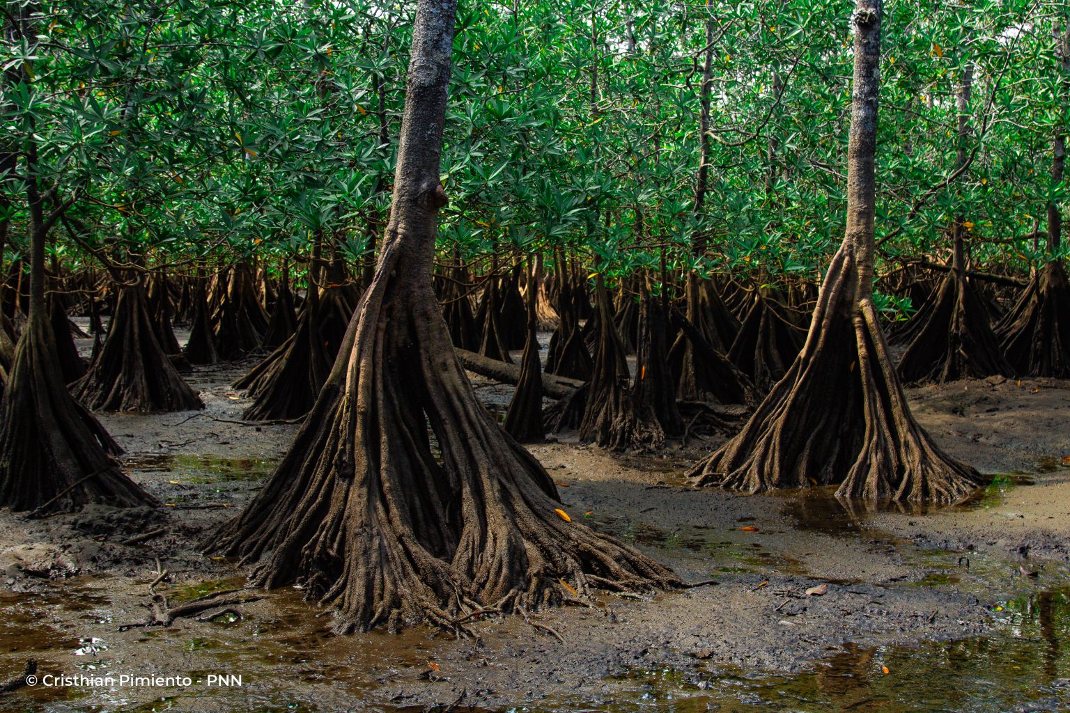 Parque Nacional Natural Utría - Parques Nacionales Naturales de Colombia