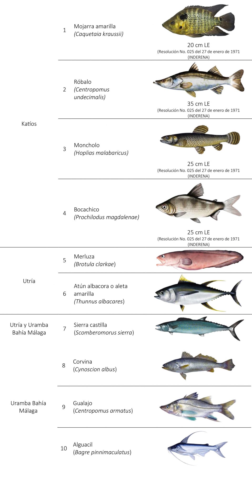 ¡Top 10 de los mejores pescados que debes consumir en el pacífico ...