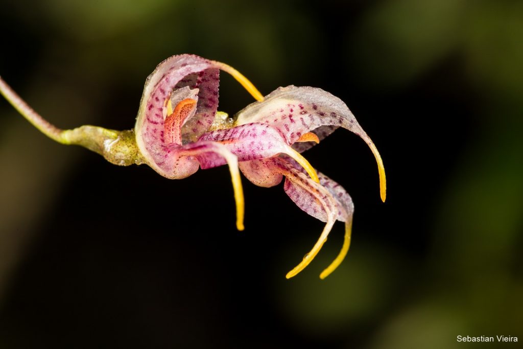 Parque Nacional Natural Tatamá - Parques Nacionales Naturales de Colombia